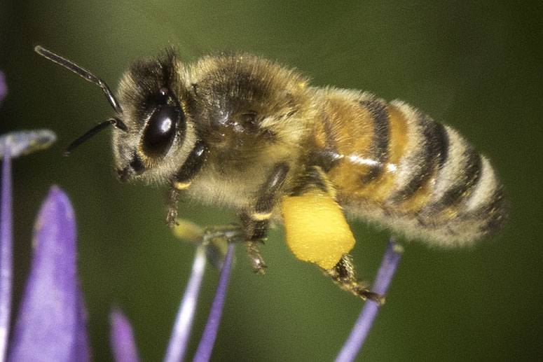 Glossary of terms that describe bees