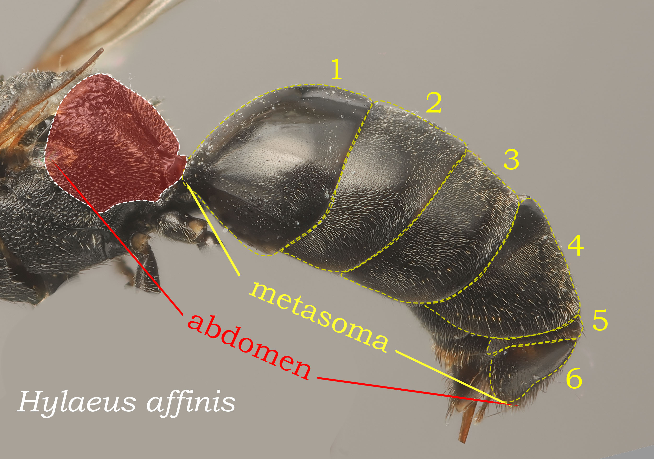Glossary of terms that describe bees