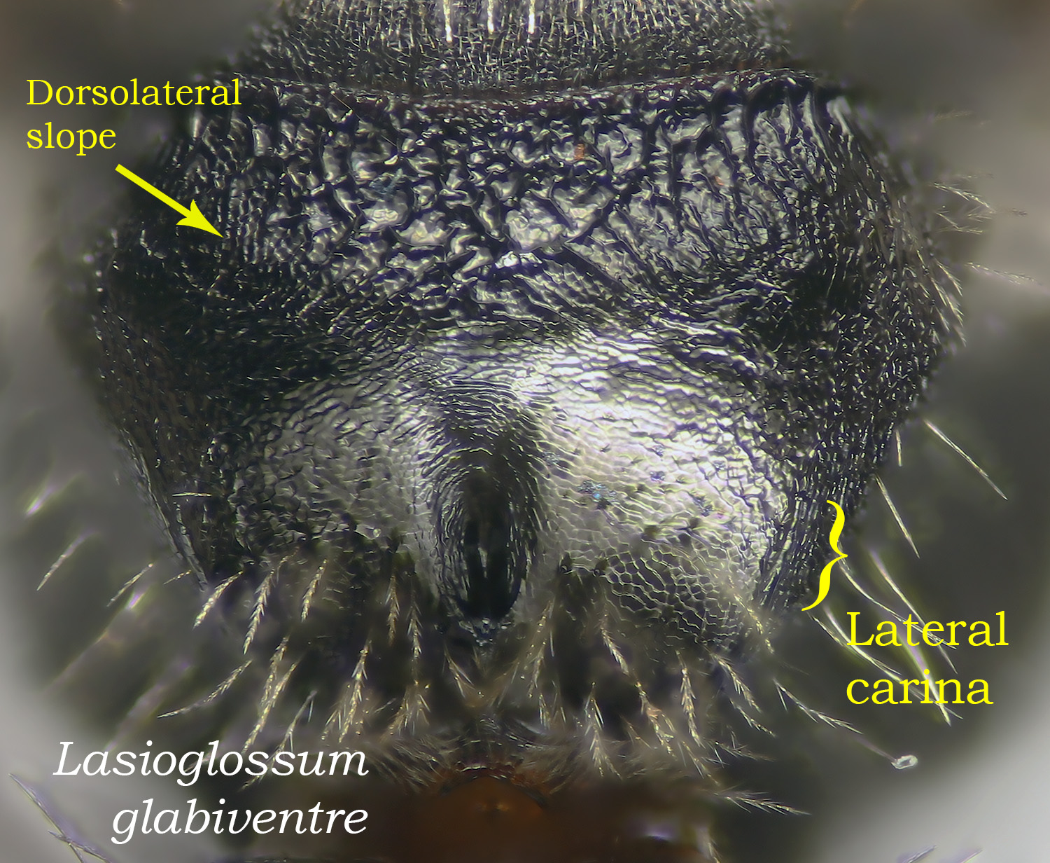 Glossary of terms that describe bees