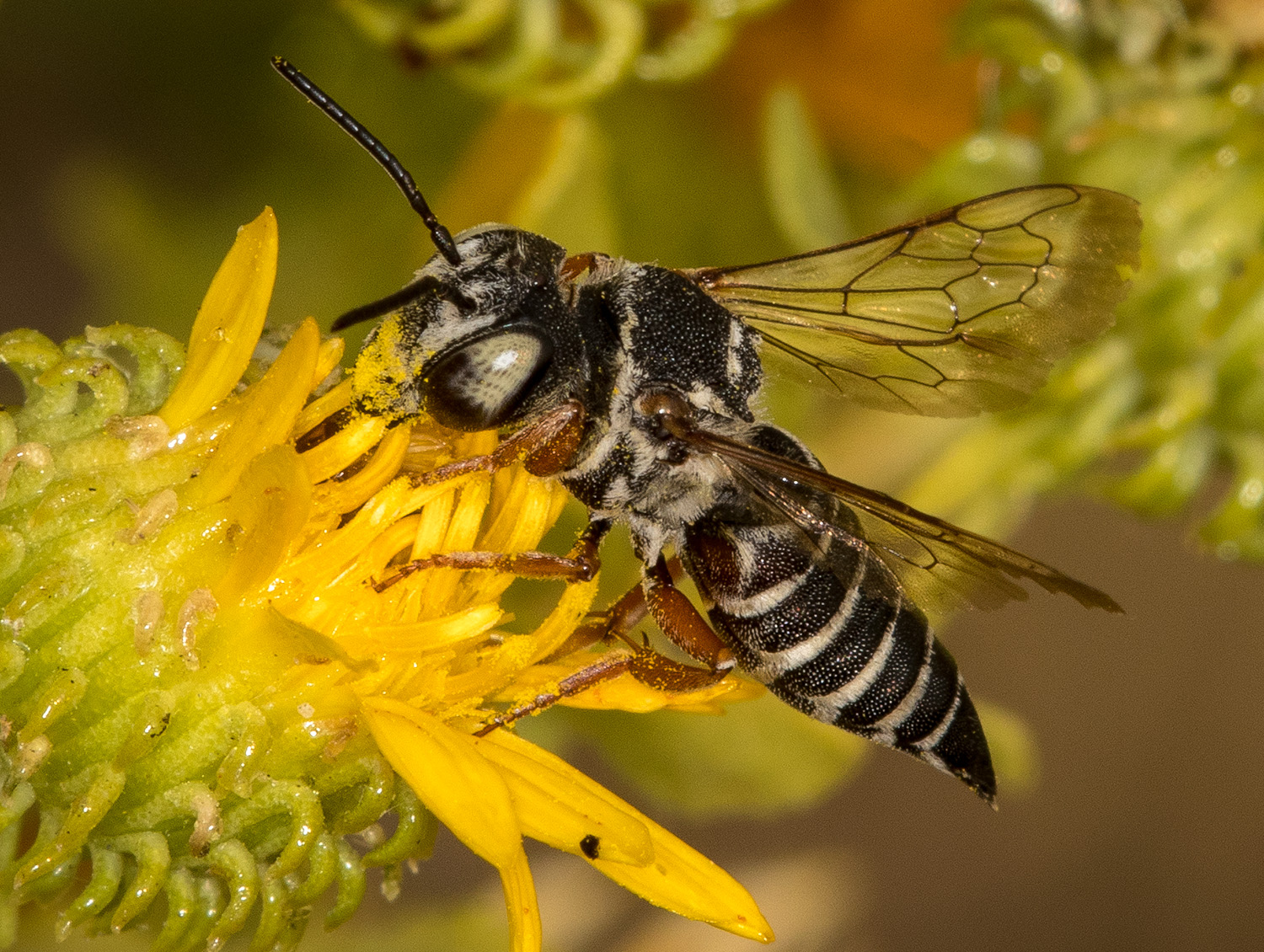 Glossary of terms that describe bees
